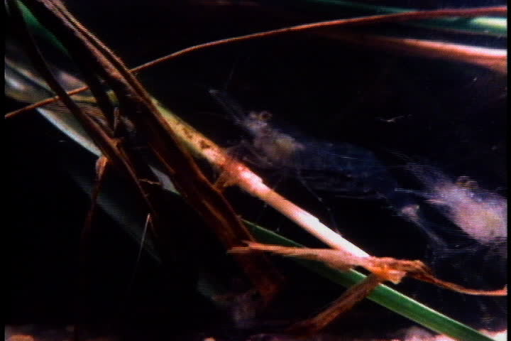 Cape Cod Massachusetts Circa October 1980 Young Salt Marsh Shrimp Swimming Through Marsh