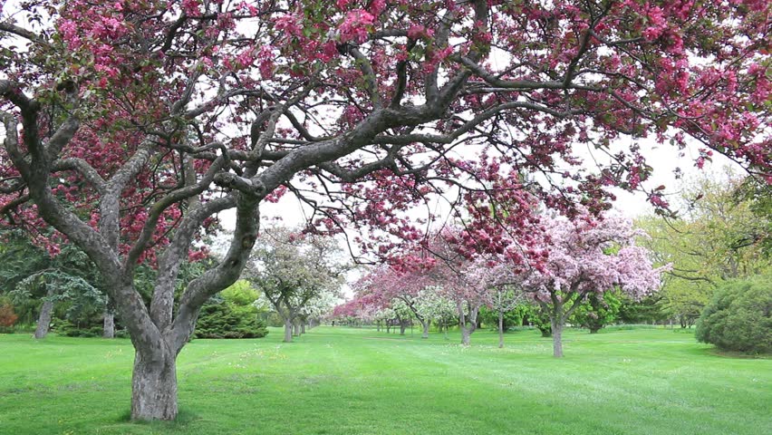 Flowering Crabapple Tree, Apple Tree And Cherry Tree With Blossoms In ...