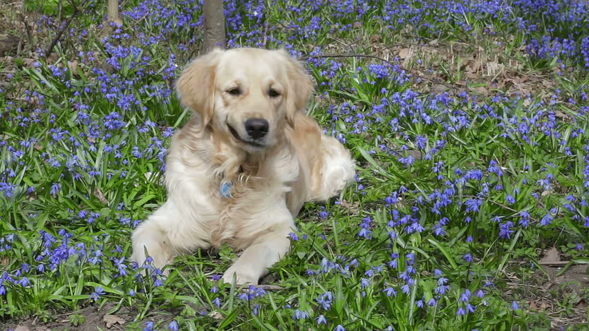 Playful Golden Retriever, Stick, Meadow, Spring. Golden Retriever Plays ...