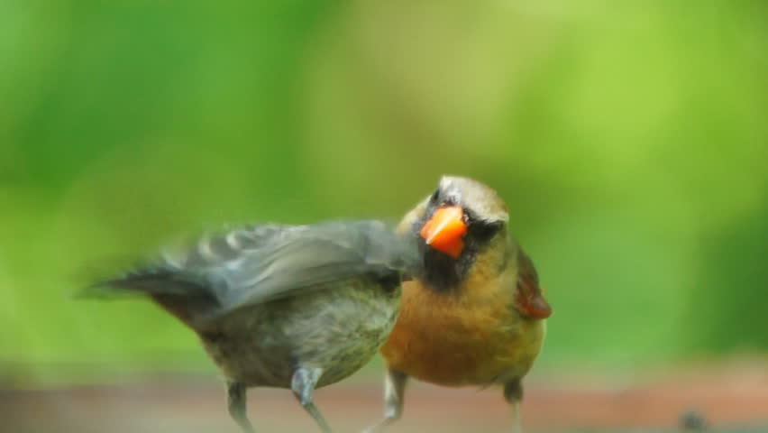 Northern Cardinal (Cardinalis Cardinalis) Female Feeding Her Brown ...