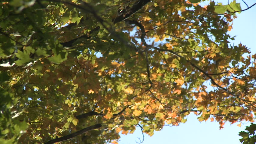 Rustling Leaves In The Wind Stock Footage Video 1066759 - Shutterstock