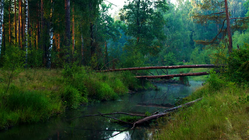 Fallen Pine Tree Across The River In The Morning Mist, Time Lapse Of ...