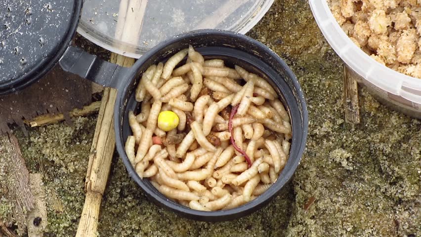 Maggot Fishing Worms, Live Bait Maggots For Fishing Stock Footage Video ...