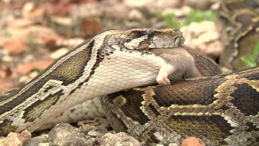 Python Eats Rat In Swamp Stock Footage Video 1392838 - Shutterstock