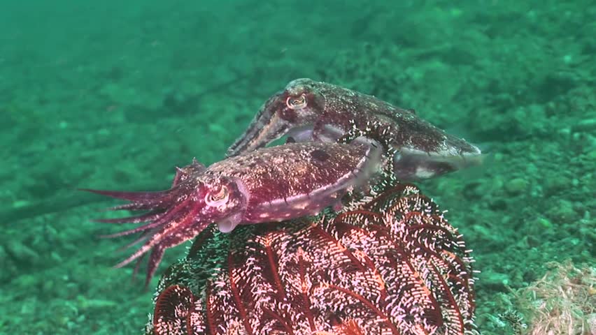 Small Cuttlefish In A Fish Tank Stock Footage Video 1838029 - Shutterstock