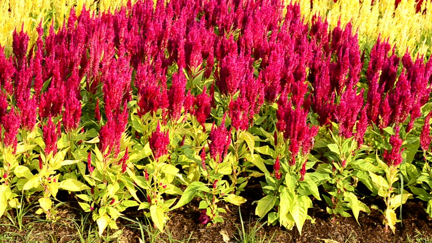 Burgundy Colored Flowers In A Garden. Stock Footage Video 1807148 ...