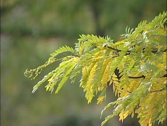 Branch Swaying In The Wind Stock Footage Video 25524 - Shutterstock