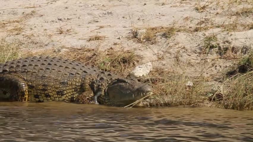 A Medium Shot Of A Crocodile Walking In To The River . Stock Footage ...