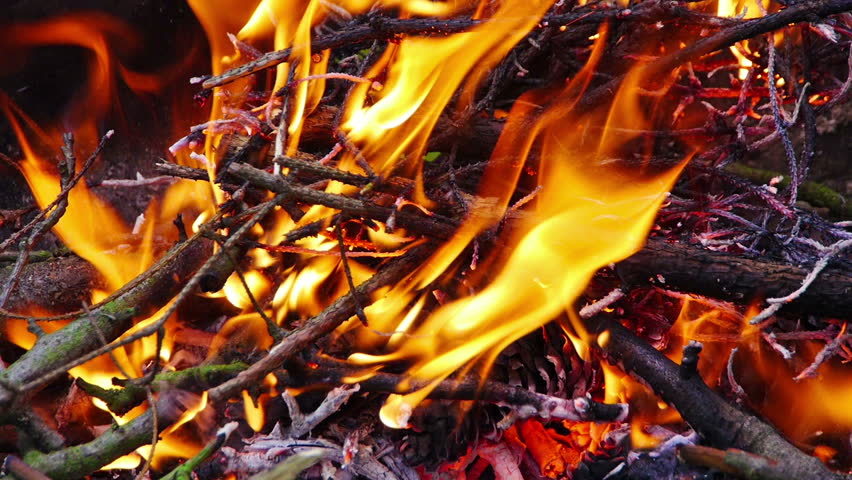 Burning Twigs And Cones. Stock Footage Video 3953483 - Shutterstock