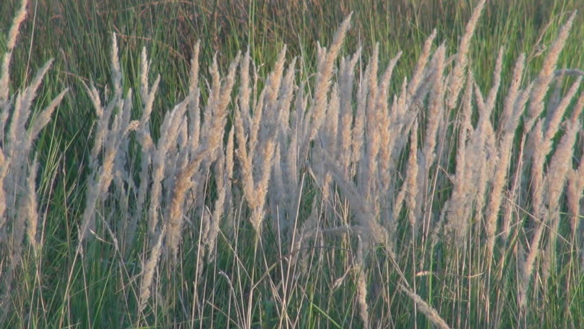 Closeup Of Dry Reed Plant In Foliage Near A Pond By Day Stock Footage ...
