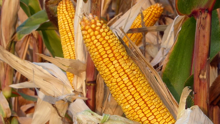 Corn Cob In A Field Stock Footage Video 5379743 - Shutterstock