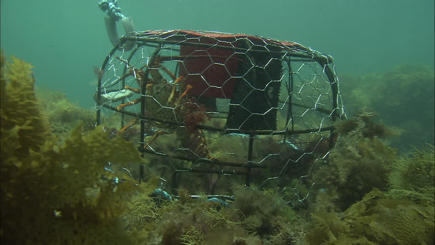 Baiting A Crab Trap. Stock Footage Video 4318874 - Shutterstock