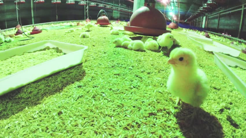Baby Chicks Inside A Modern Poultry House Stock Footage Video 6333395 ...