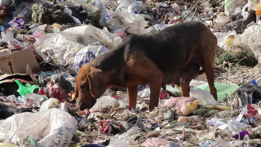 20/35 Dog Eating On Waste.Landfill Cause Environmental Pollution ...