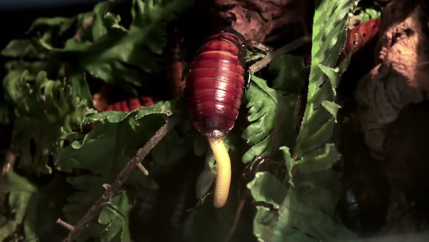 Birth The Young Nymphs Of The Madagascar Hissing Cockroach. Stock ...