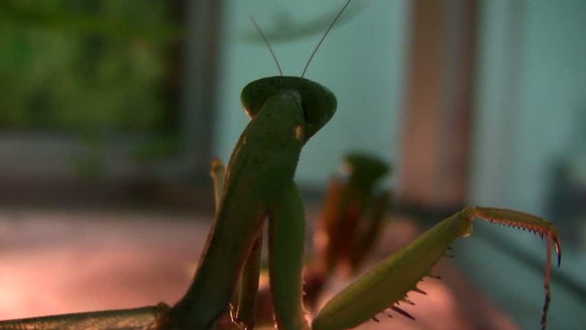 Praying Mantis Fight Stock Footage Video 811408 - Shutterstock
