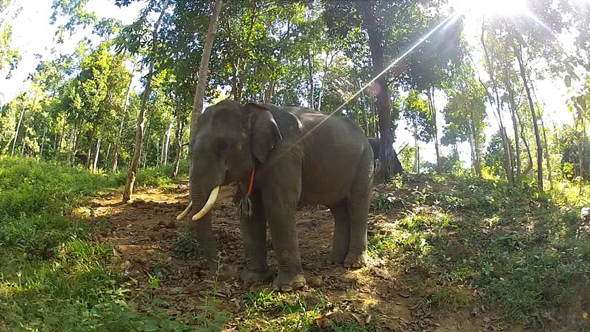 Asian Elephant In The Middle Of The Burmese Jungle. Elephant Camp In ...