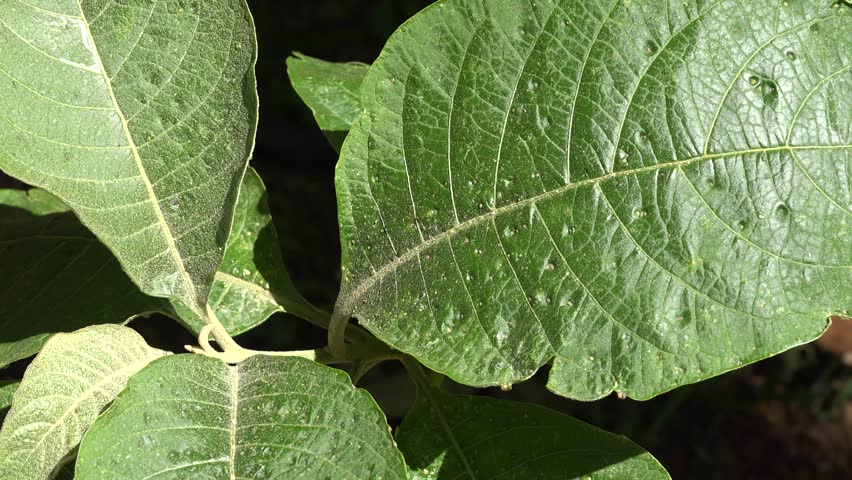 Infected Plants, Diseased Leaves, Foliage, Nature Stock Footage Video ...